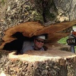 Tree Removal Services in Minneapolis - Metro Tree and Crane